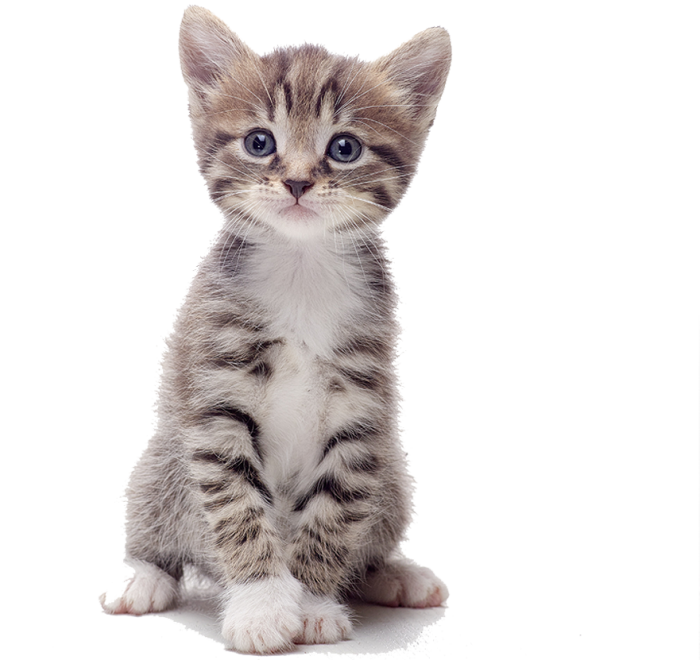 Kate's Cat Sitting: Expert In-Home Cat Care in Liverpool